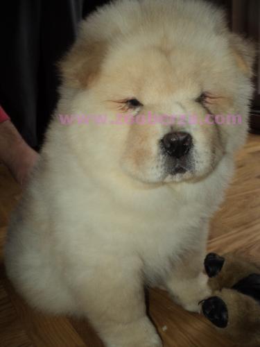 Chow Chow Cau Cau