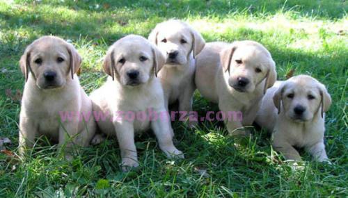 LABRADOR RETRIVER