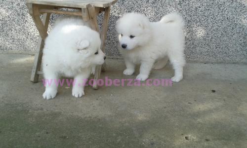 Sibirski Samojed