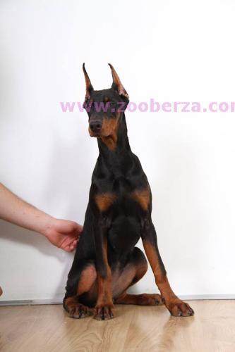 Doberman stenci