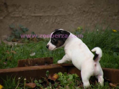 Jack Russell Terrier  Top leglo