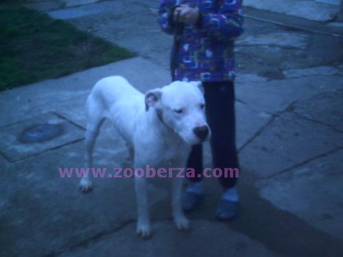 dogo argentino