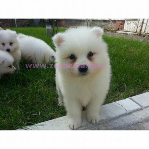 Sibirski samojed