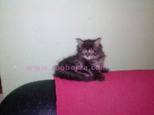 maine coon macici