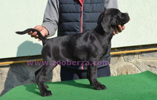 CANE CORSO STENCI NA PRODAJU