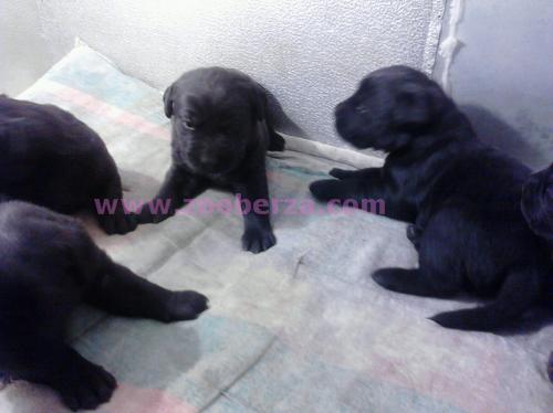 Labrador ret.stenci