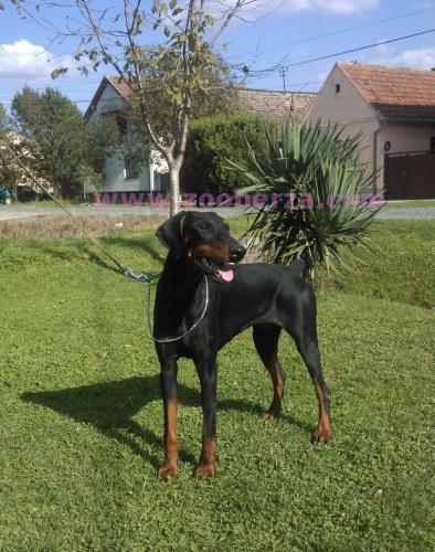 Dobermanka