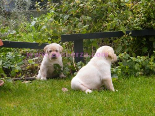 stenci labrador retrivera