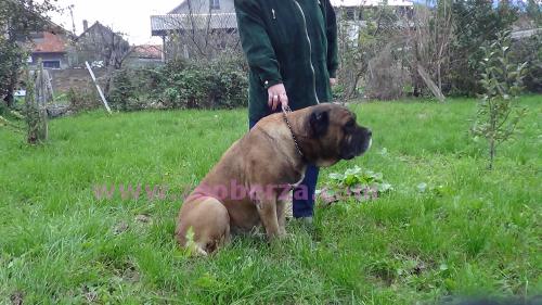 Muzijak slobodan za parenje Cane corso