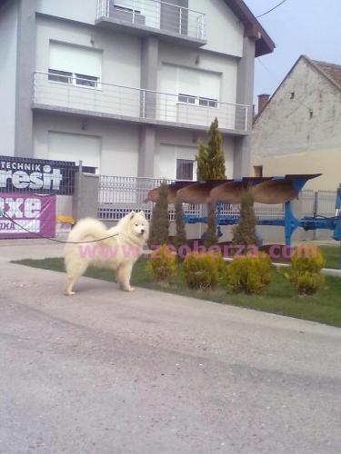 Samojed za parenje