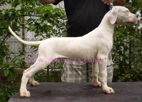 Dogo Argentino