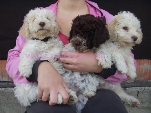 Lagotto Romagnolo