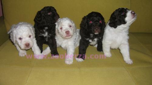 lagotto romagnolo