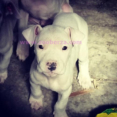 Dogo argentino povoljno