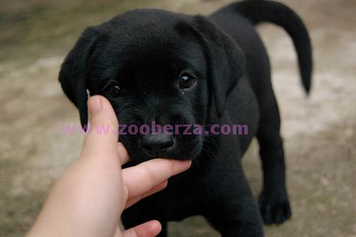 Crno labrador retriver musko stene