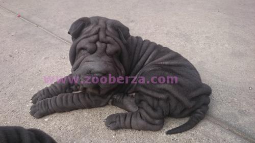 Shar-Pei stenad