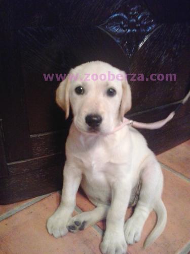 labrador retriver