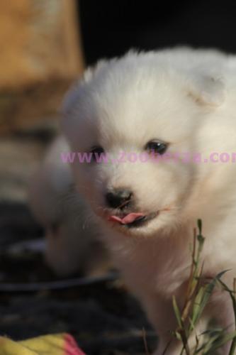 Sibirski samojed