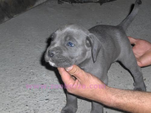 i Cane Corso sampionskog porekla