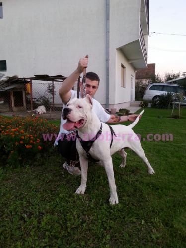 Dogo Argentino-Muzjak sampionkog porekla-Perfektan!!!