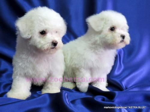 Kovrdzavi Bison - Bichon Frise