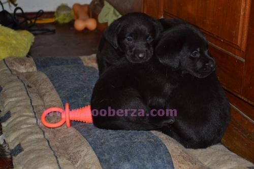 Crni Labrador Retriver STENCI