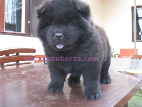 chow chow