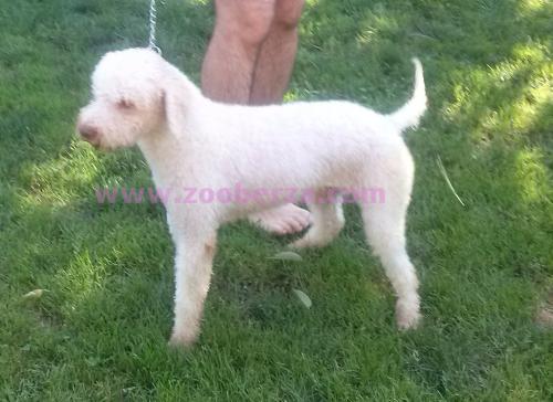 Lagotto Romanjolo ( Lagotto Romagnolo ) mužjak za parenje