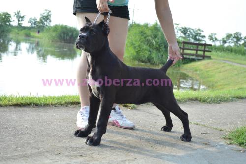 cane corso  -Dolce Gracioso-