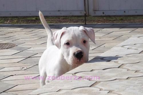 Dogo Argentino