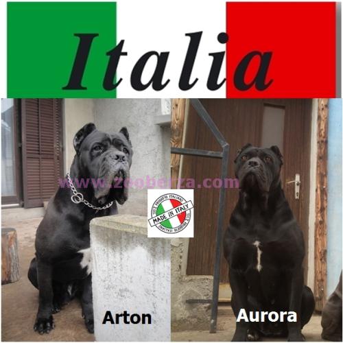 Cane Corso PRODAJA STENACA