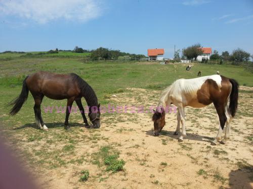 Prodaja konja i zdrebadi