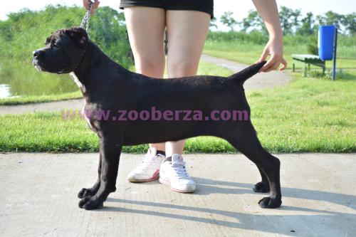 cane corso stenci -Dolce Gracioso-