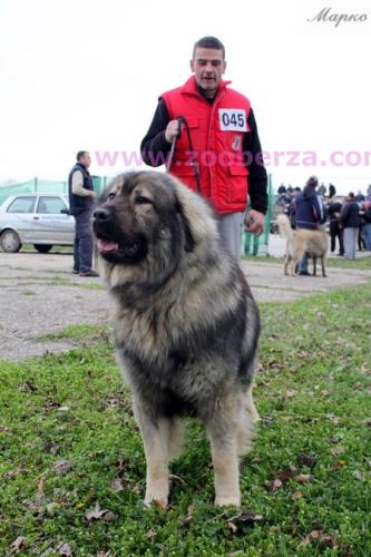 Sarplaninci MIX Celik PASA