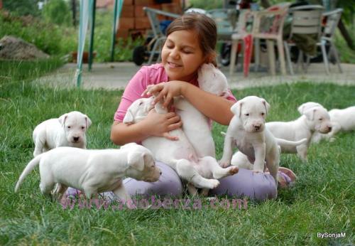 Dogo Argentino štenci