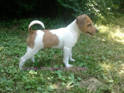 Jack Russell Terrier mužijak na prodaju