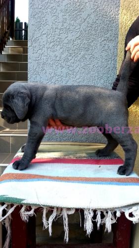 Cane corso stenci