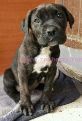 CANE CORSO 063 1106 585