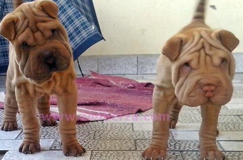 Shar pei stenci