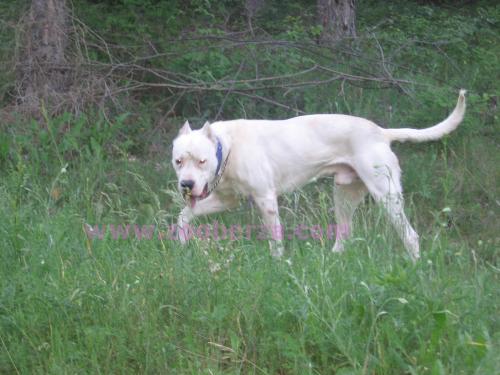 dogo argentino