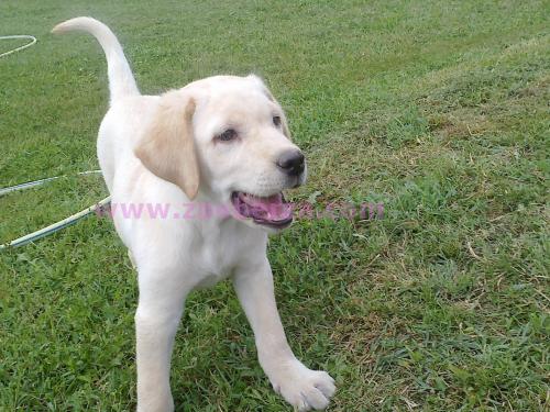 štenci labrador retrivera