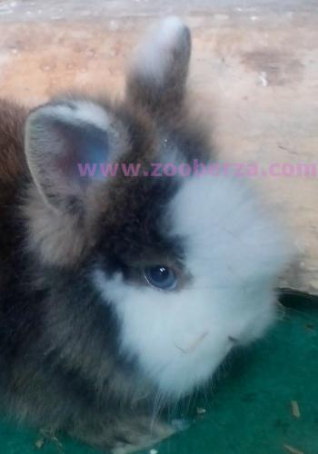 angora zecevi