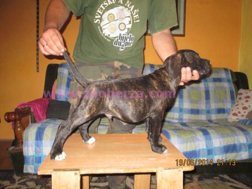 Cane Corso štenci na prodaju