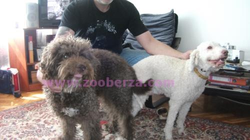 lagotto romagnolo