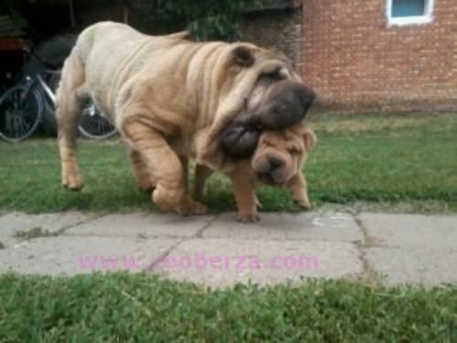 Shar pei (Šar pei) štenci