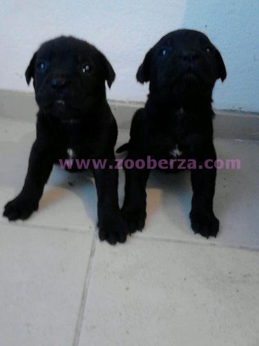 Cane corso stenad