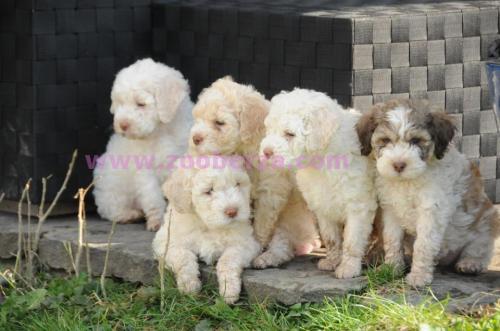 lagotto romagnolo