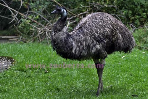 Emu