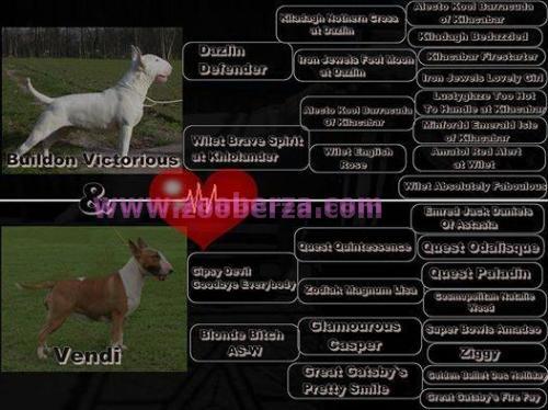 Bull Terrier muska stenad