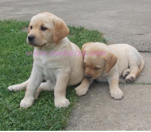 Štenci Labrador Retrivera